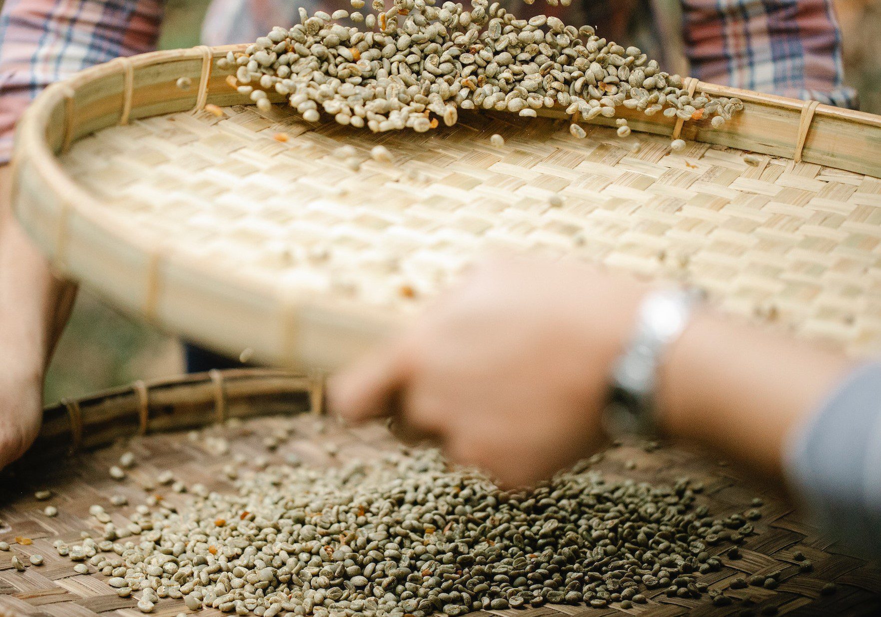 Coffee Bean Origin by botanical information and classification